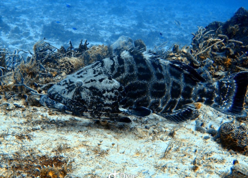 Badejo Quadrado - Abud Dive: Cursos e Equipamentos