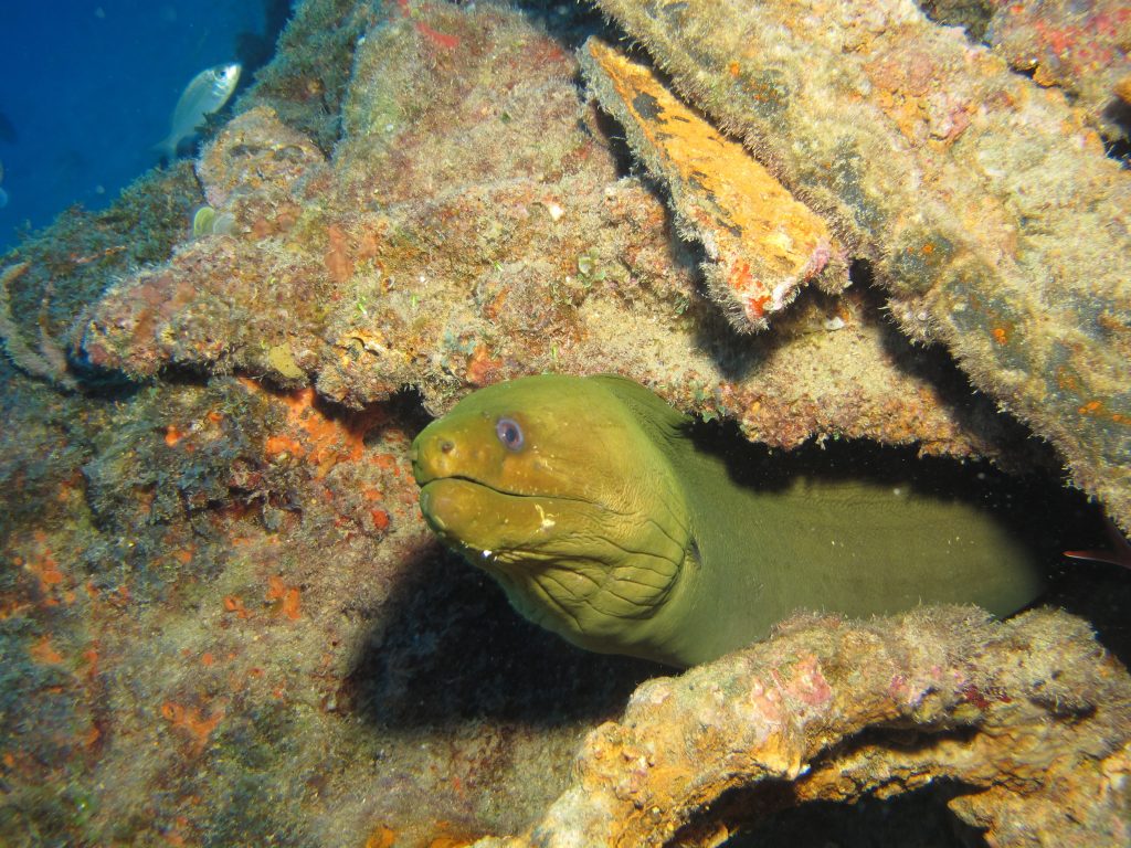 Moreia Verde - Abud Dive: Cursos e Equipamentos