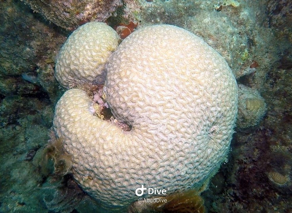 Coral Cérebro - Abud Dive: Cursos e Equipamentos