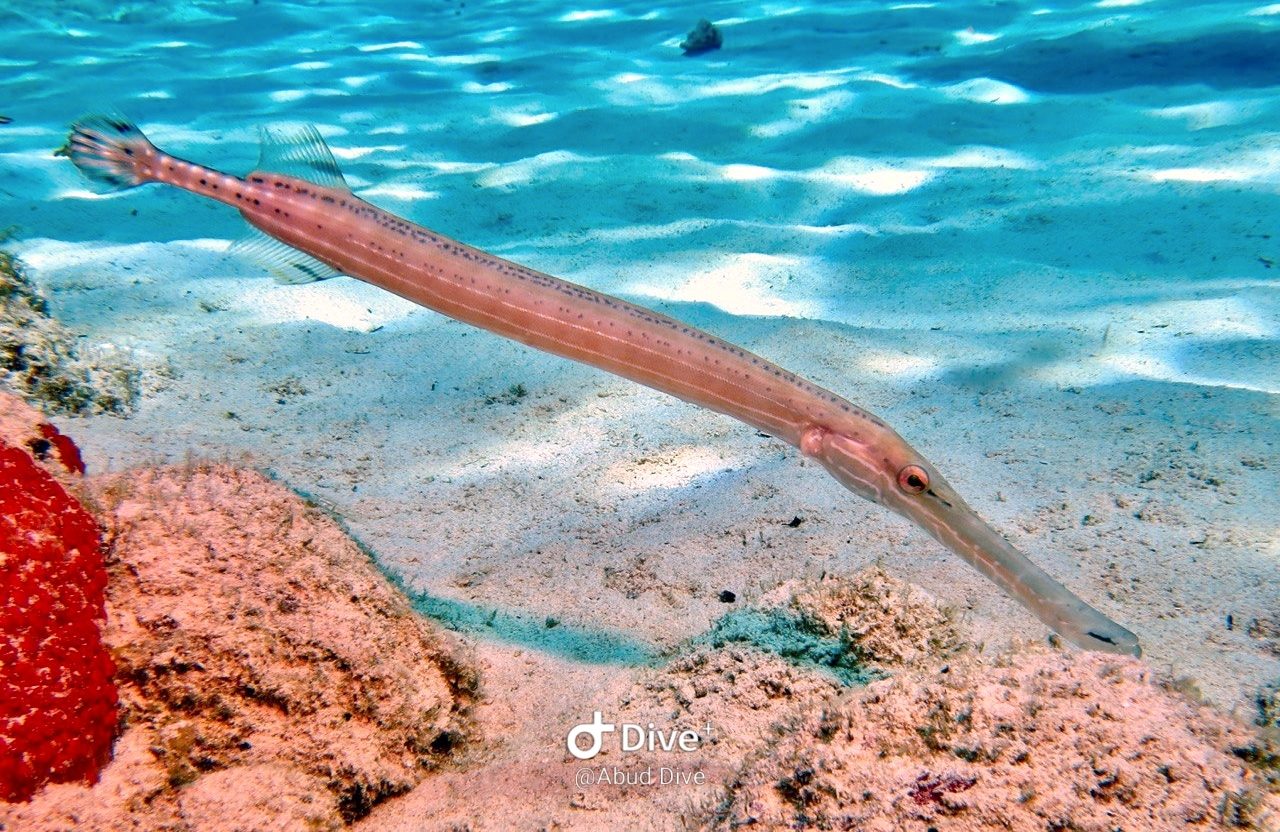 Peixe Trombeta - Abud Dive: Cursos e Equipamentos