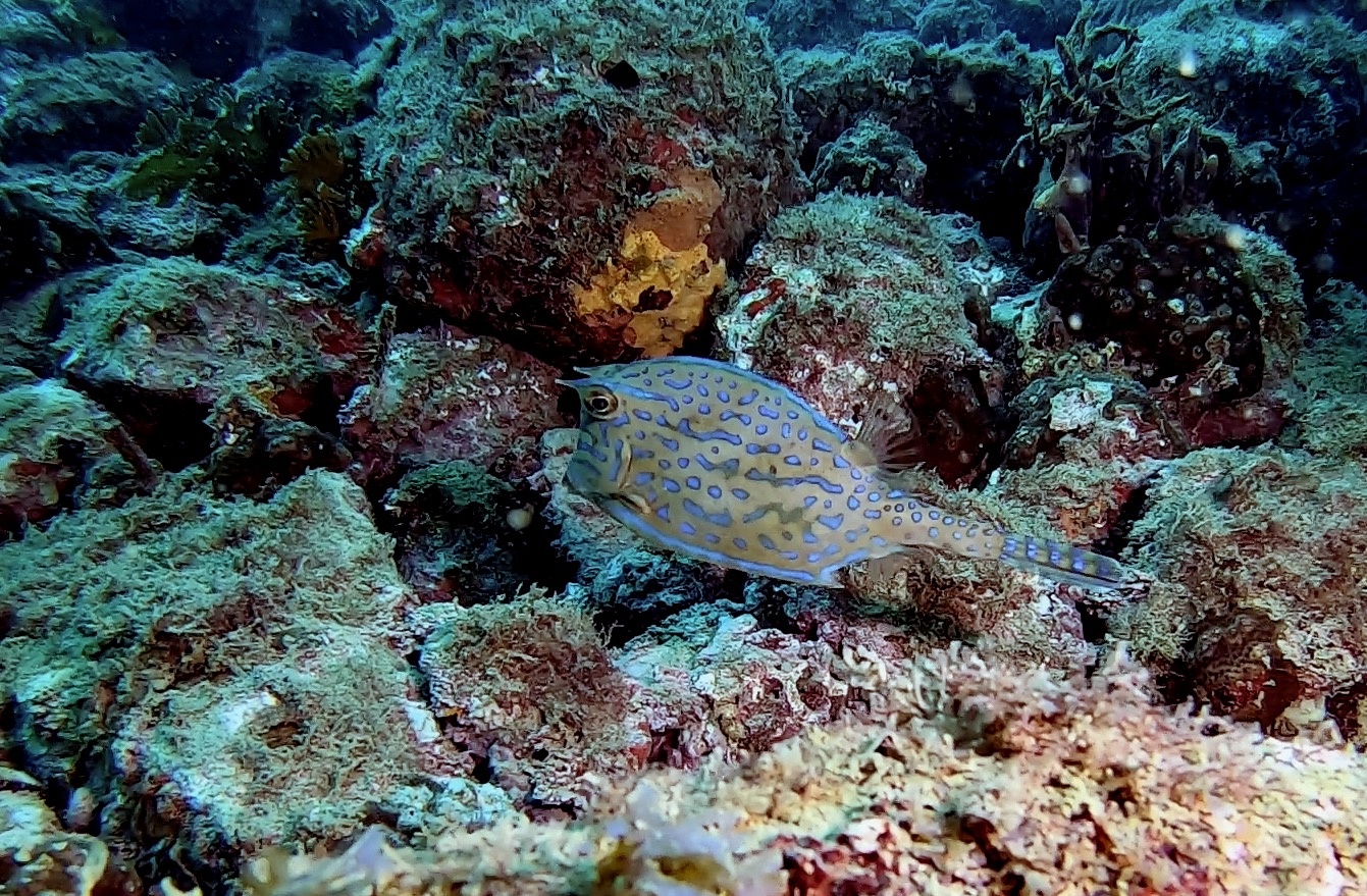 Peixe Vaca Riscado - Abud Dive: Cursos e Equipamentos