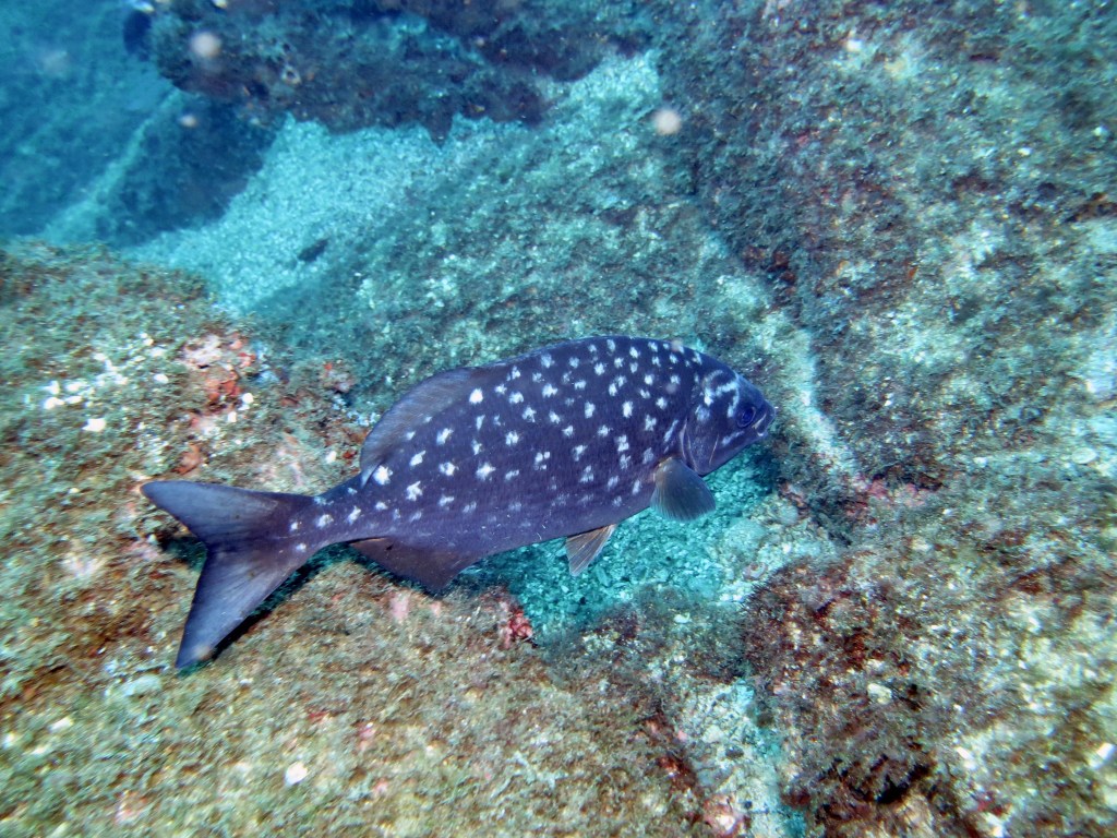 Pirajica - Abud Dive: Cursos e Equipamentos