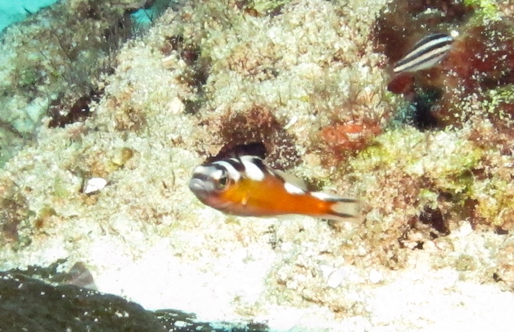 Peixe Tabaco - Abud Dive: Cursos e Equipamentos