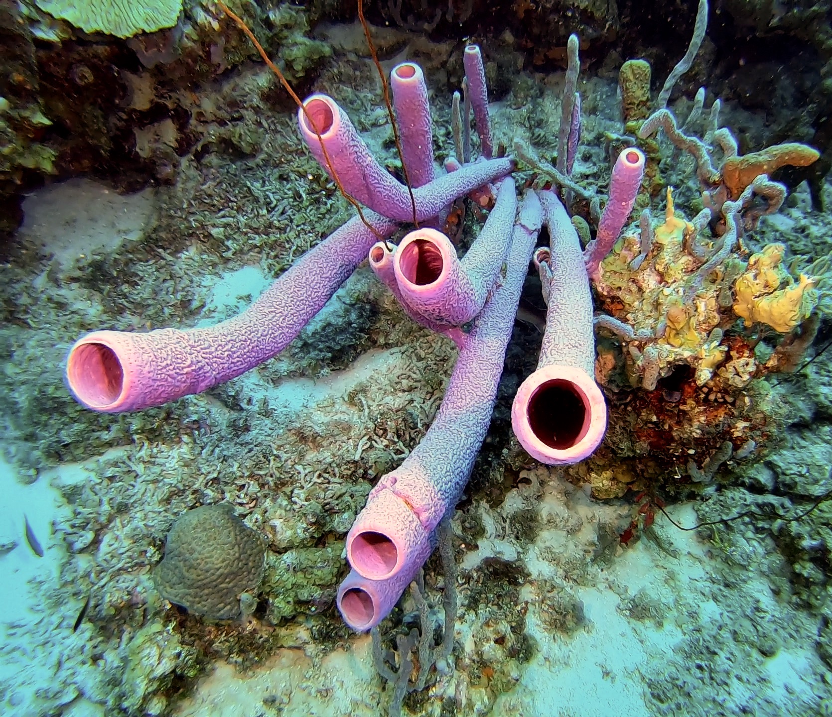 Esponja Tubular - Abud Dive: Cursos e Equipamentos
