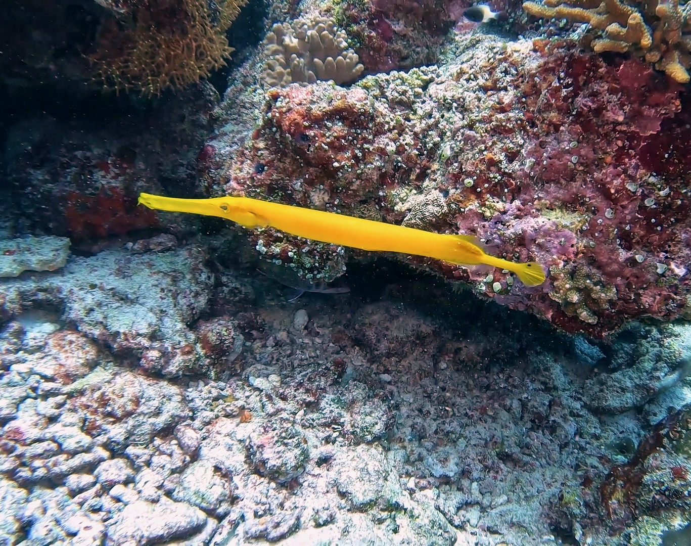 Peixe Trombeta Amarelo - Abud Dive: Cursos e Equipamentos