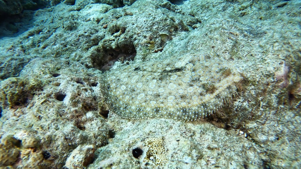 Linguado Leopardo - Abud Dive: Cursos e Equipamentos